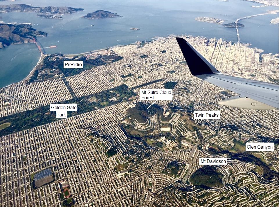 San Francisco by Fiona Fay with labels | Mount Sutro Forest That Was